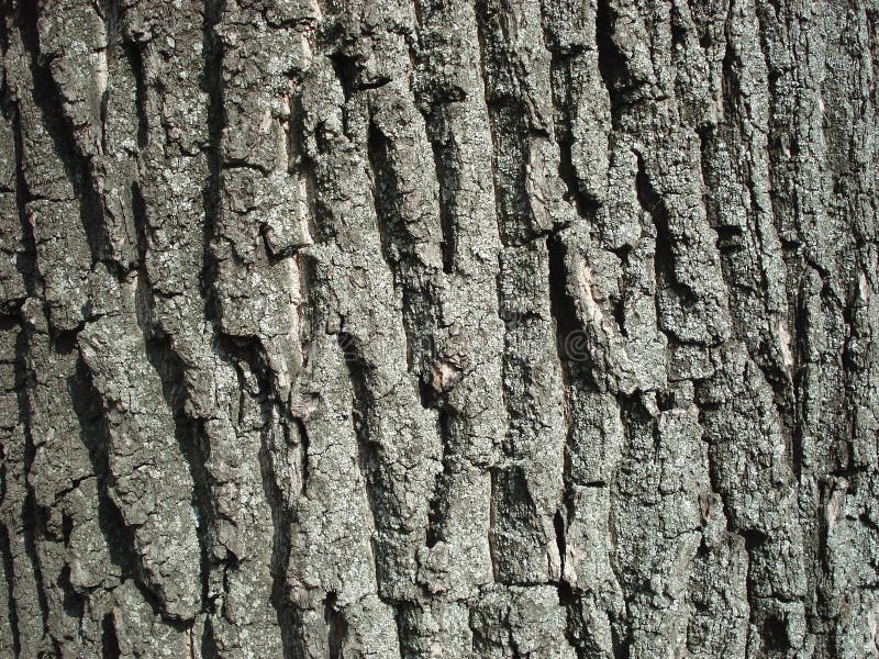 Dark Colored Tree Bark with Traces of Moss Stock Image - Image of ...