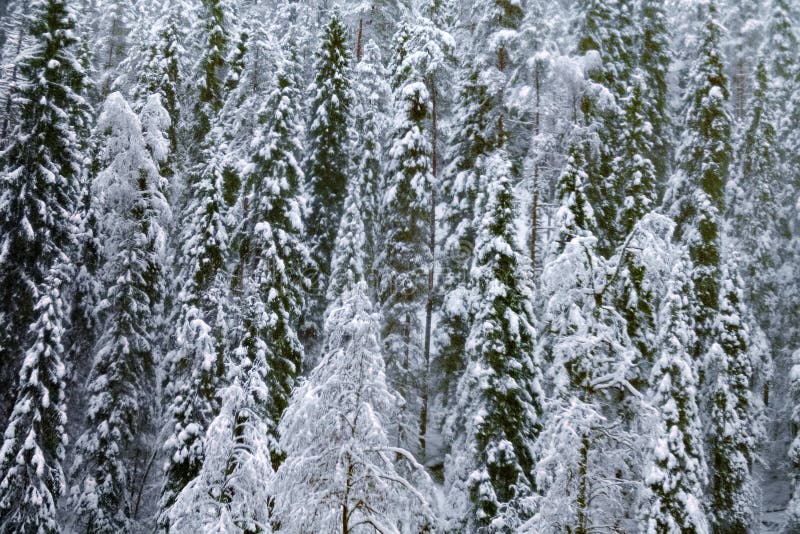 Dark Coniferous Forests (boreal Coniferous Forest Stock Photo - Image ...