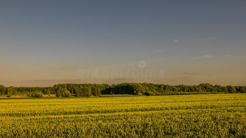 Dark Contrast Nature Background Stock Photo - Image of calm, light ...