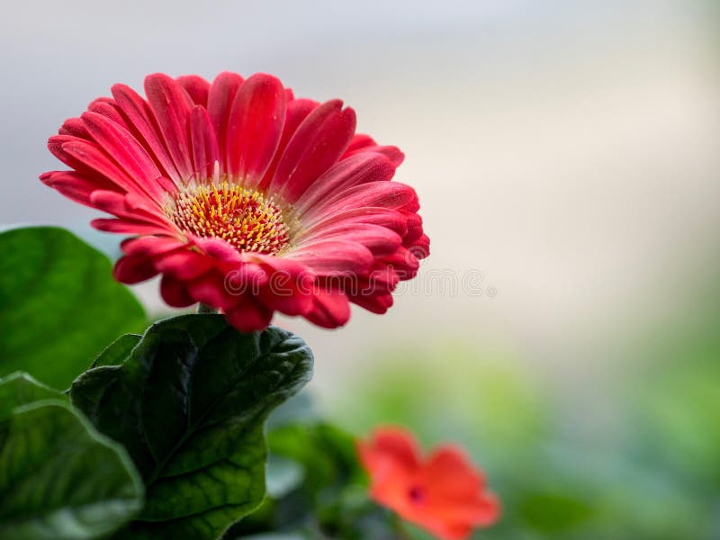 Dark Coral Colored Gerbera Daisy Bloom with a Soft Creamy Backgr Stock ...