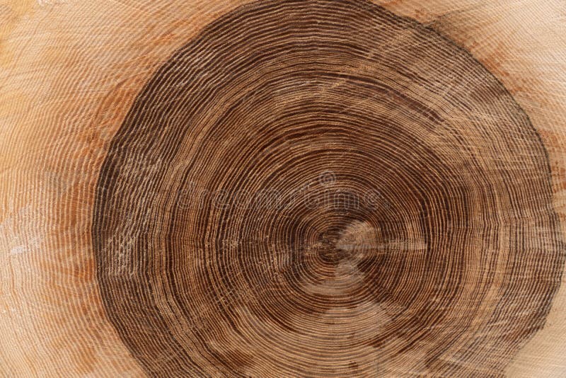 Dark Core of a Tree Trunk with Annual Rings Stock Photo - Image of ...