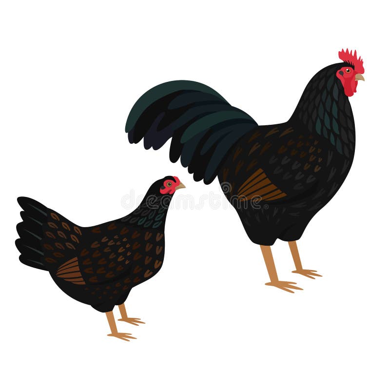 The Cornish Chicken Breed of Domestic Birds Vector Illustration ...
