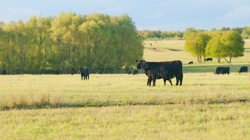 Dark Cow on an Summer Pasture. Black Cow Grazing Green Herb at Meadow ...