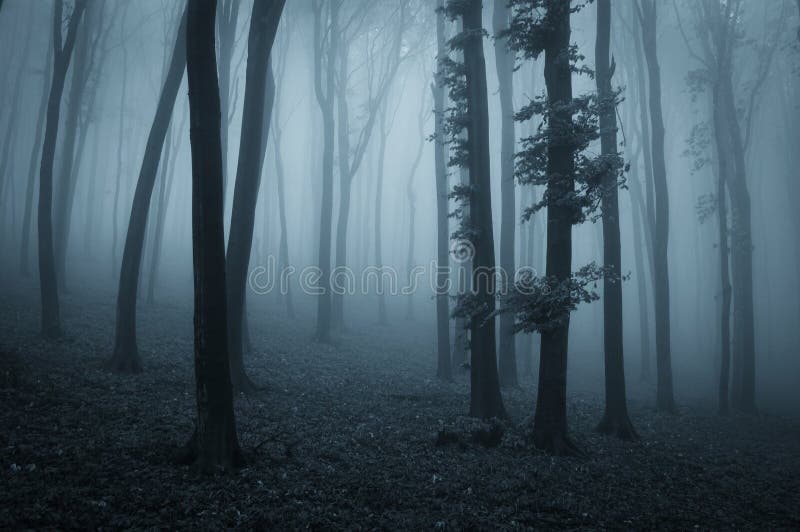 Dark Scary Mysterious Creepy Dark Tree in a Dark Mysterious Forest with ... Dark Scary Mysterious Creepy Dark Tree in a Dark Mysterious Forest with ...
