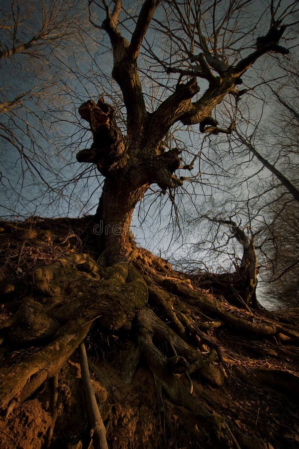 Dark Creepy Tree with Big Roots at Sunset Stock Photo - Image of summer ...