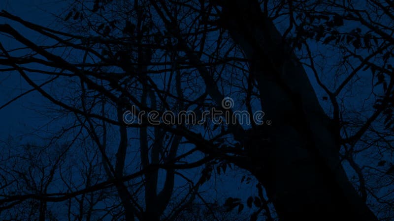 Dark Creepy Trees Moving Shot Stock Footage - Video of trees, spooky ...