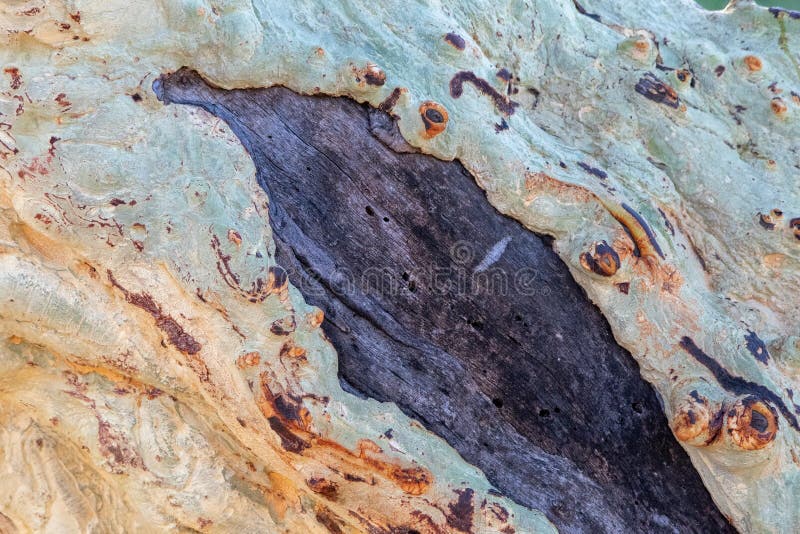 Dark marks on a tree trunk stock image. Image of wallpaper - 249233755