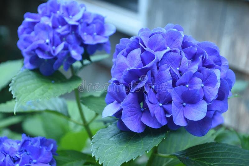 Dark Deep Blue Hydrangea Bush Blooming and Flowering Stock Image ...