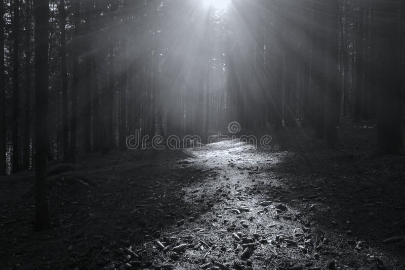 Dark deep forest stock photo. Image of path, lens, sunlight - 236800302