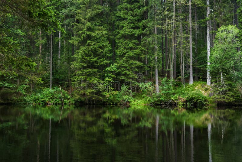 Dark Deep Nature Forest Lake Stock Image - Image of leaf, forest: 72905513