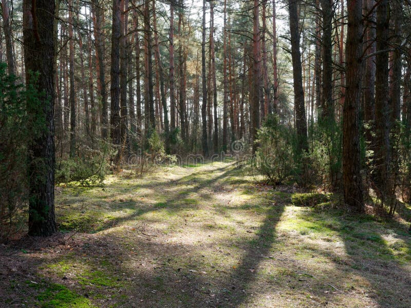 Dark Dense Pine Forest. Tree Trunks and Shrubs Stock Image - Image of ...