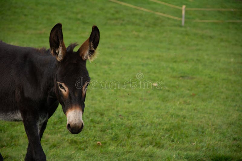 Donkey in a Field on a Farm Stock Image - Image of landscape, wild ...