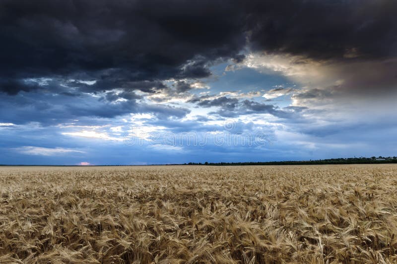 Dark Dramatic Field and Sky Landscape Stock Image - Image of cereal ...