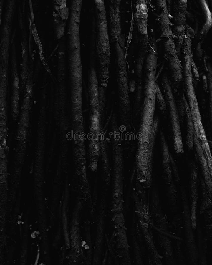 Dark Dramatic Grayscale of Ground Roots Seeping into the Soil Hidden in ...