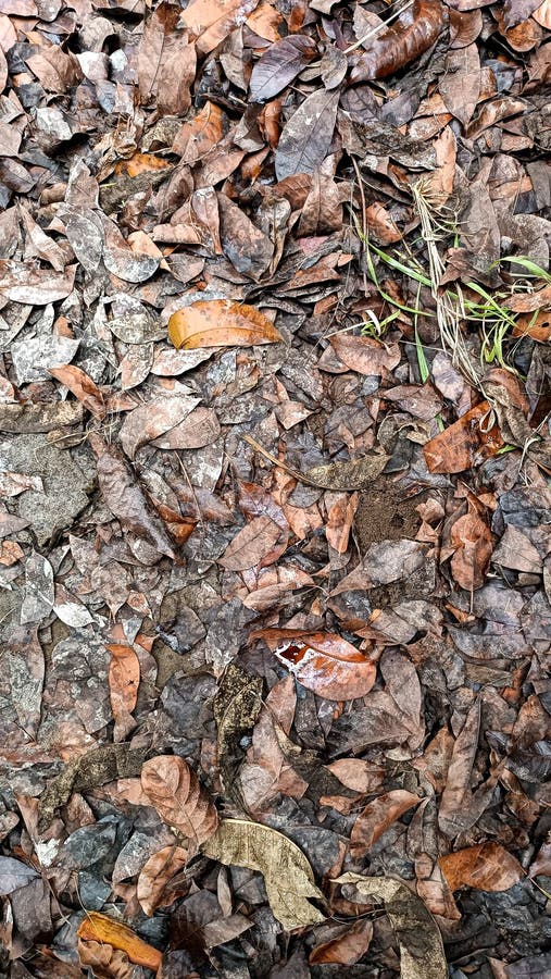 Dark Dry Leaf on the Ground Texture Stock Image - Image of crop, brown ...