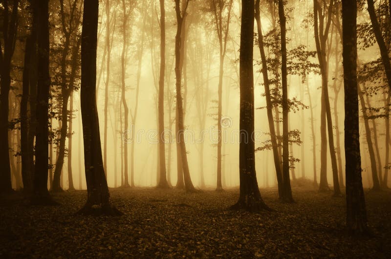 Enchanted Dark Spooky Forest with Fog in Late Autumn Stock Photo ...