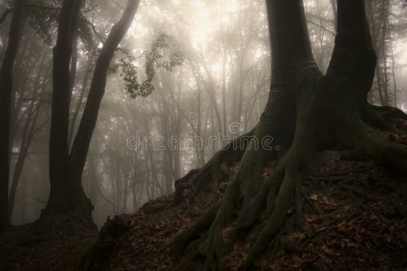 Dark Enchanted Forest with Trees with Huge Roots with Moss Stock Photo ...