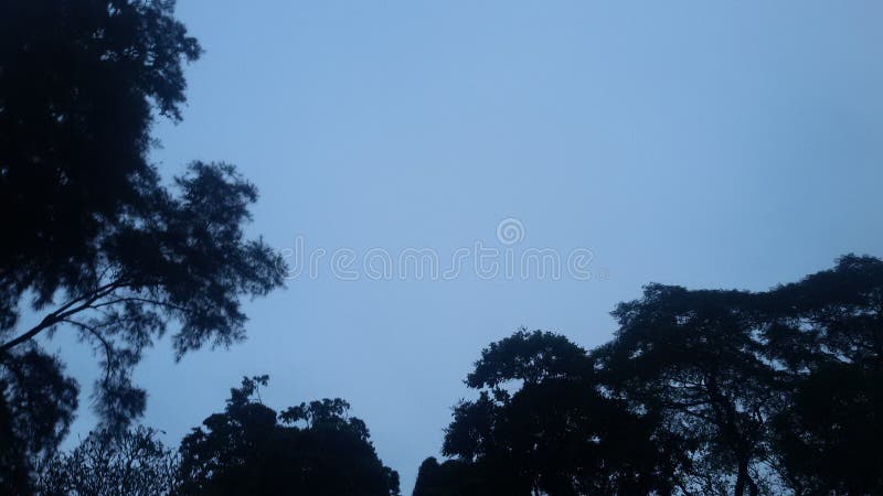 Dark Evening Trees with Little Windy and a Light Blue Sky Background ...