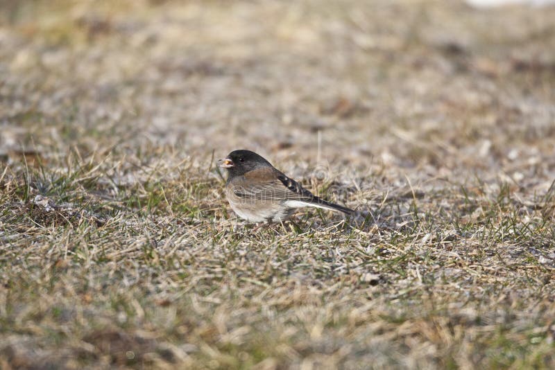 Dark-eyed Junco stock photo. Image of vegetation, sparrows - 29346652