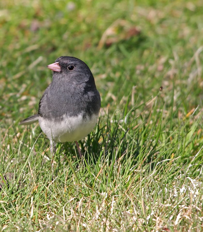 Dark Eyed Junco stock photo. Image of sparrow, junco, watching - 9025172