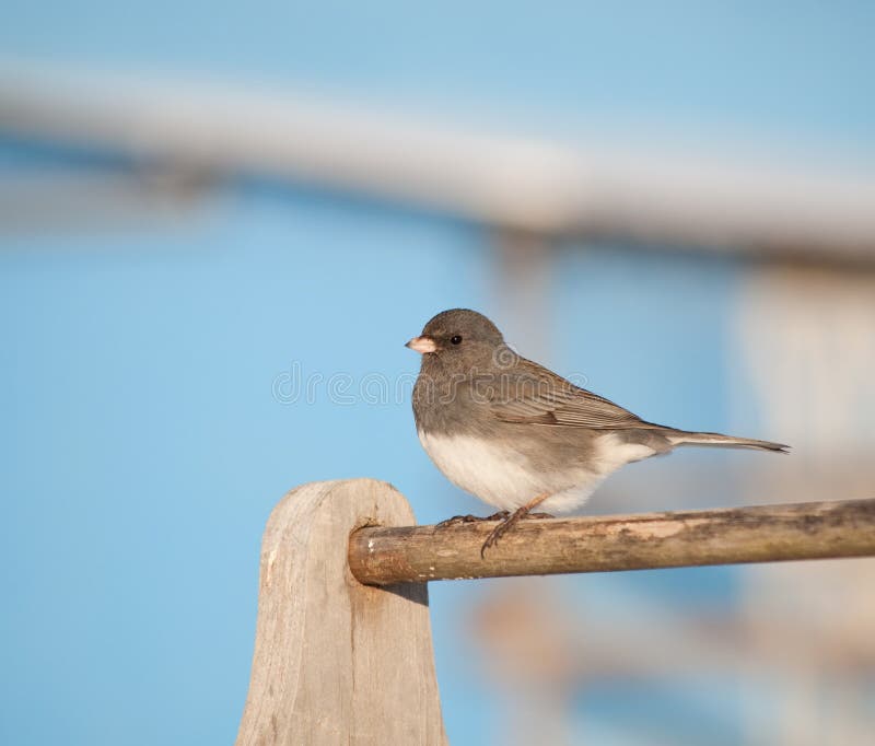 Dark-eyed Junco Against a Bright Blue Barn Stock Image - Image of food ...