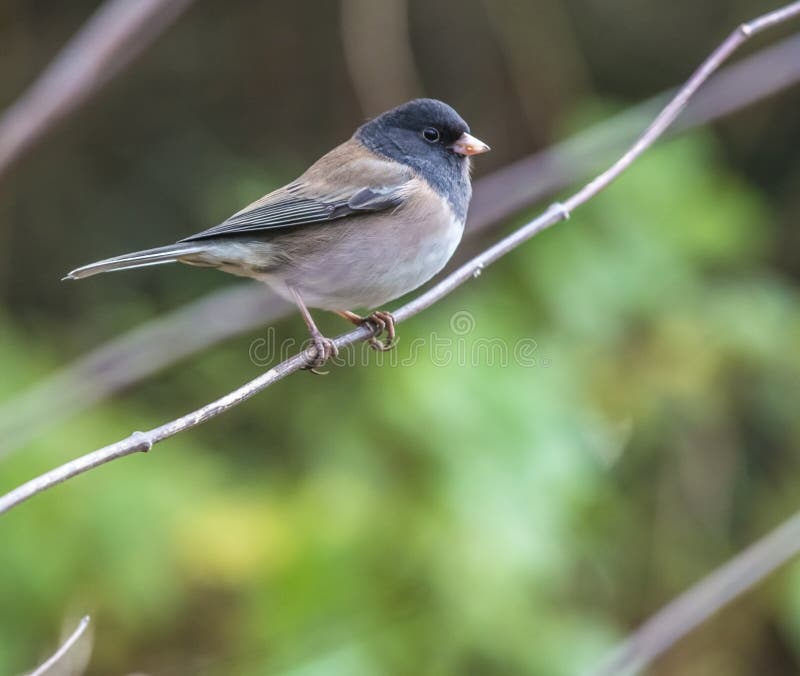 Dark eyed junco bird stock image. Image of sparrow, bird - 36325037