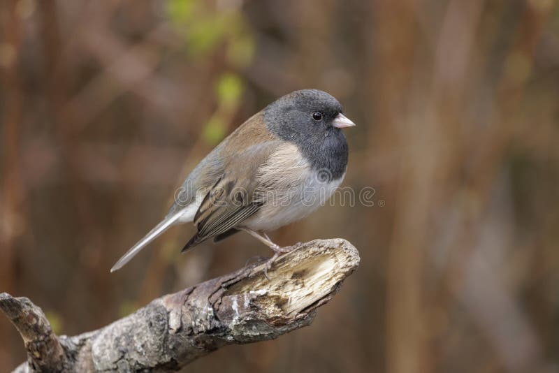 Dark-eyed Junco bird stock photo. Image of eyed, wildlife - 276160040