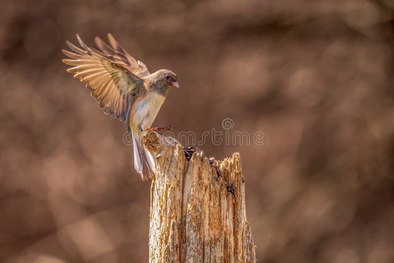 Dark Eyed Junco Flying Onto a Log Stock Photo - Image of junco, eyed ...