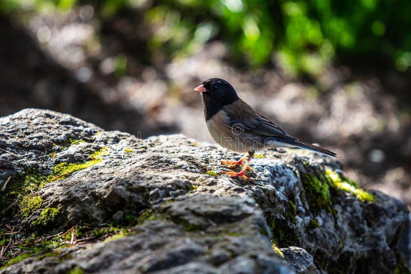 Dark-eyed Junco in Forest stock photo. Image of natural - 319191572