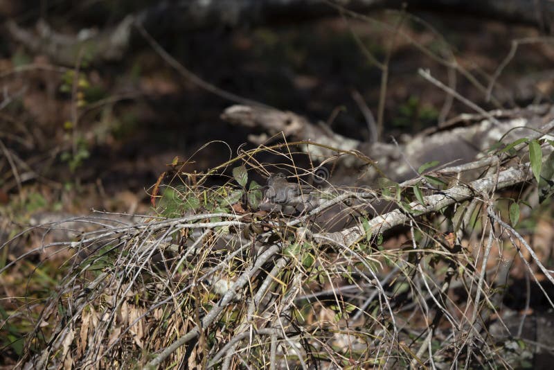 Dark-Eyed Junco Hopping stock image. Image of hopping - 253433469