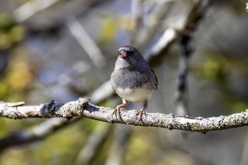 The Dark-eyed Junco (Junco Hyemalis) Stock Image - Image of dark ...