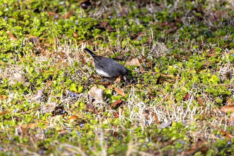 The Dark-eyed Junco (Junco Hyemalis ) Stock Image - Image of state ...