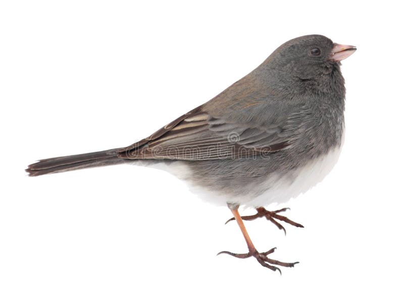 Dark-eyed Junco, Junco Hyemalis, Isolated Stock Image - Image of nature ...