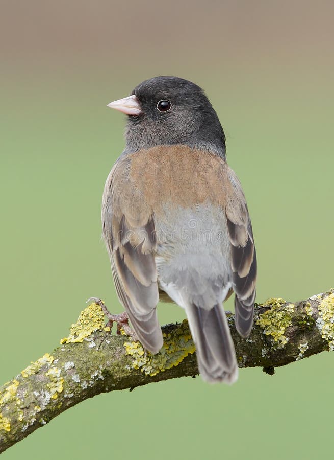 Dark Eyed Junco stock photo. Image of downy, animal, bright - 64057700
