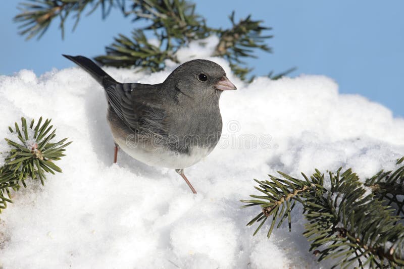 Dark-eyed Junco in Snow stock image. Image of winter, spruce - 7746377
