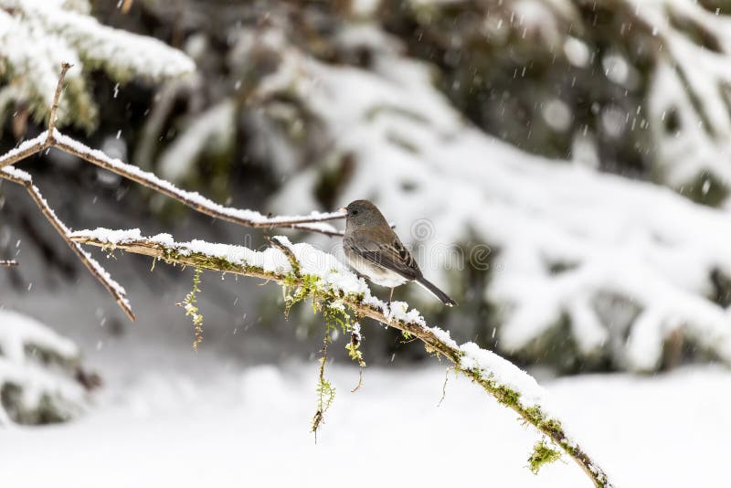 Dark Eyed Junco on Winter in Wisconsin Stock Photo - Image of cold ...