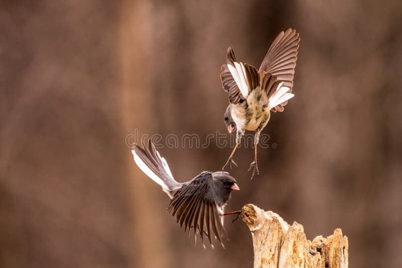 Dark eyed Juncos fighting stock photo. Image of eyed - 283312068