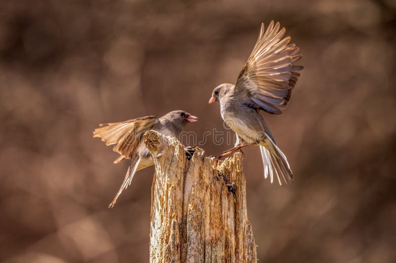 Juncos Fighting Stock Photos - Free & Royalty-Free Stock Photos from ...