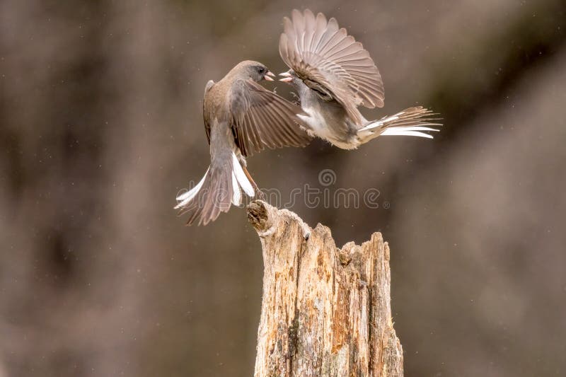 Dark Eyed Juncos Fighting in Spring Stock Image - Image of spring, eyed ...