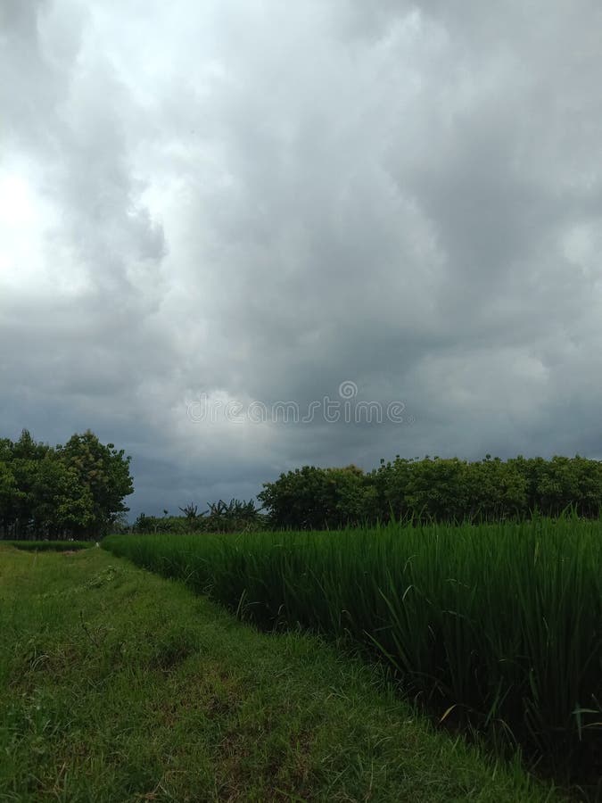 Dark fall field stock photo. Image of soil, plant, field - 209465180