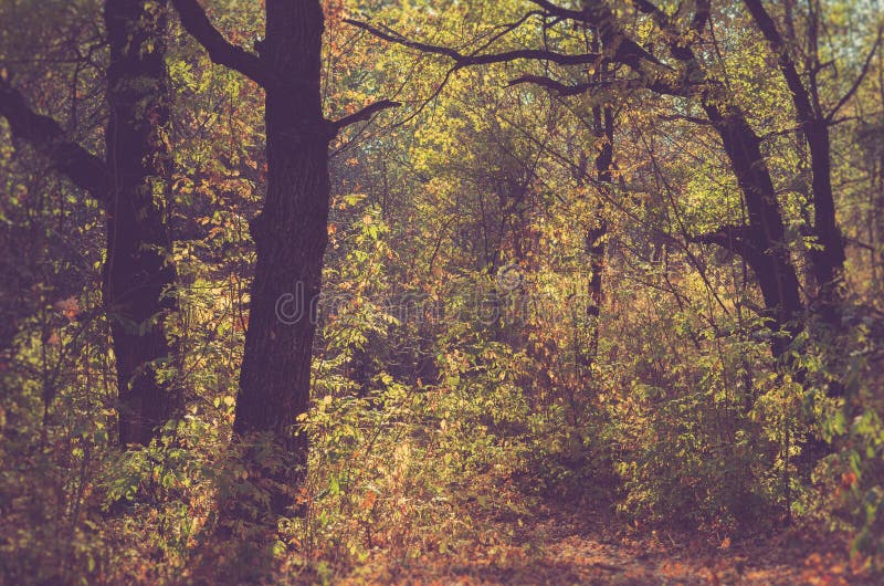 Faded forest stream stock photo. Image of nature, fade - 20581164