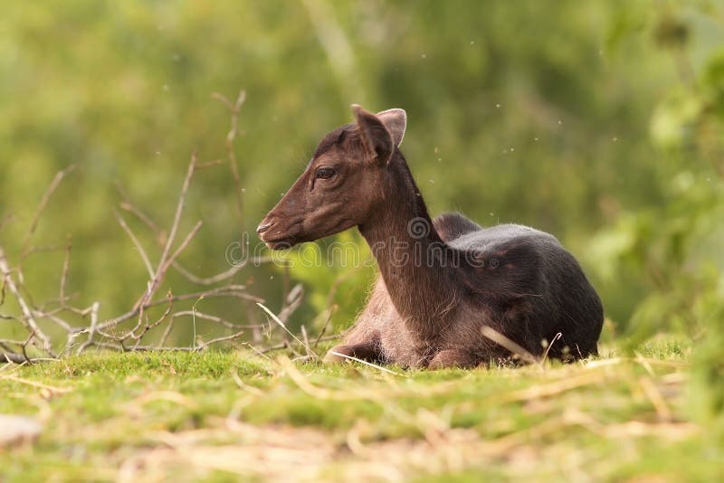 Dark fallow deer calf stock image. Image of brown, park - 53469043