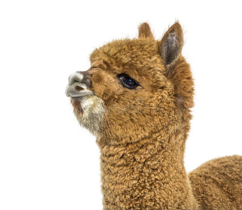 Dark Fawn Alpaca - Lama Pacos, Isolated on White Stock Photo - Image of ...