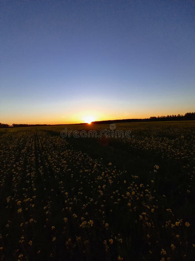 Dark field and blue sky stock photo. Image of dark, cloud - 219304542