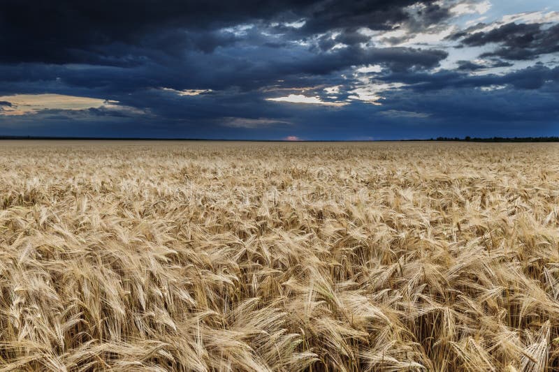 Dark Field and Dramatic Sky Landscape Stock Photo - Image of harvest ...