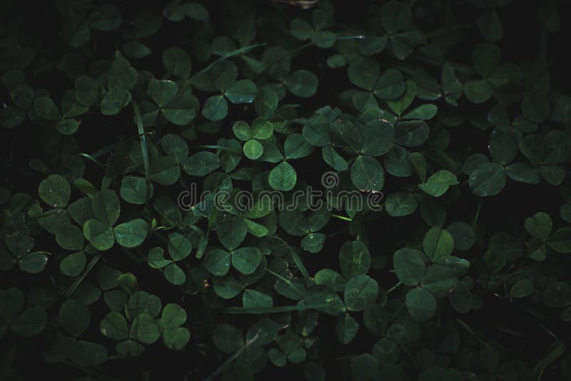 Field of Shamrock Trifolium Repens Stock Photo - Image of nature, grass ...