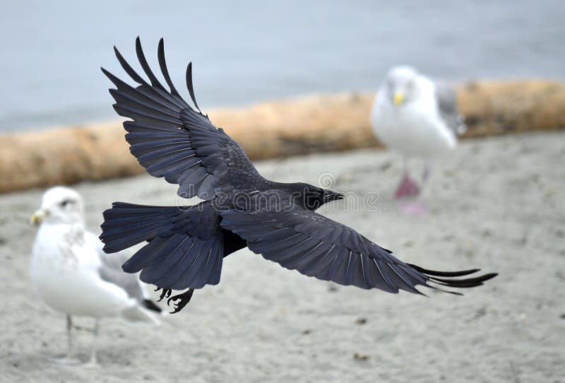 Flying Craw stock image. Image of bird, wing, beak, raven - 37111631