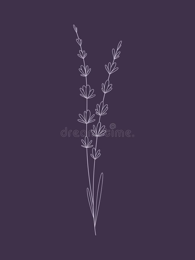 Lavender Sprig Stock Illustrations – 1,481 Lavender Sprig Stock ...