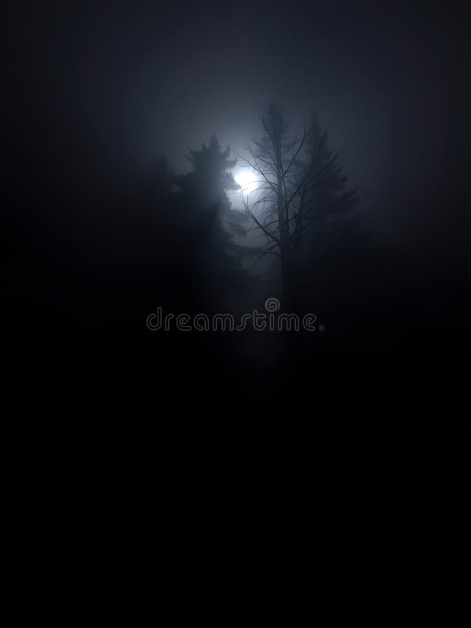 A Dark and Fog Covered Forest with Moonlight Breaking through the Trees ...