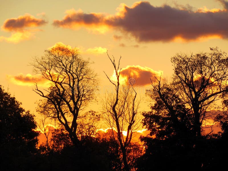 Dark and Foreboding Silhouetted Trees Stock Image - Image of ...